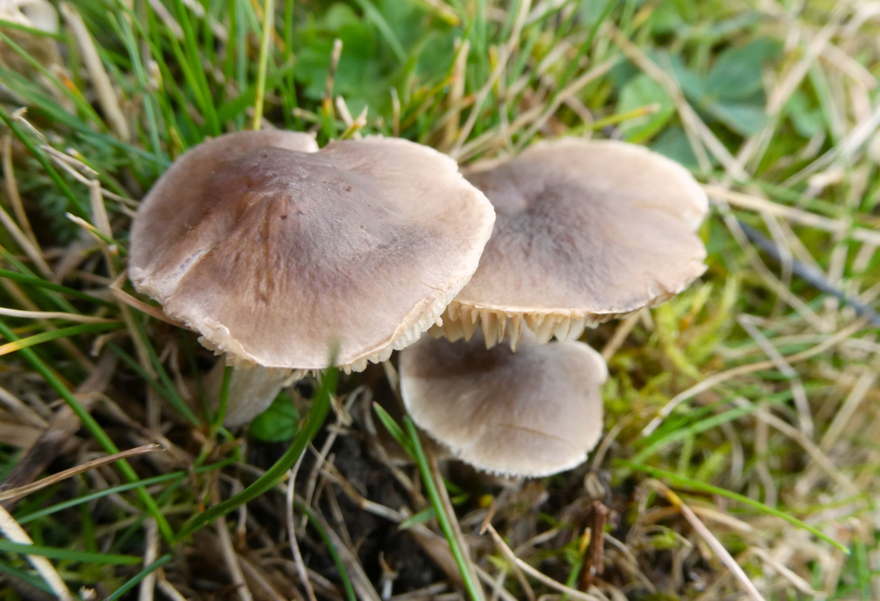 Dermoloma cuneifolium (Fr.) Singer ex Bon