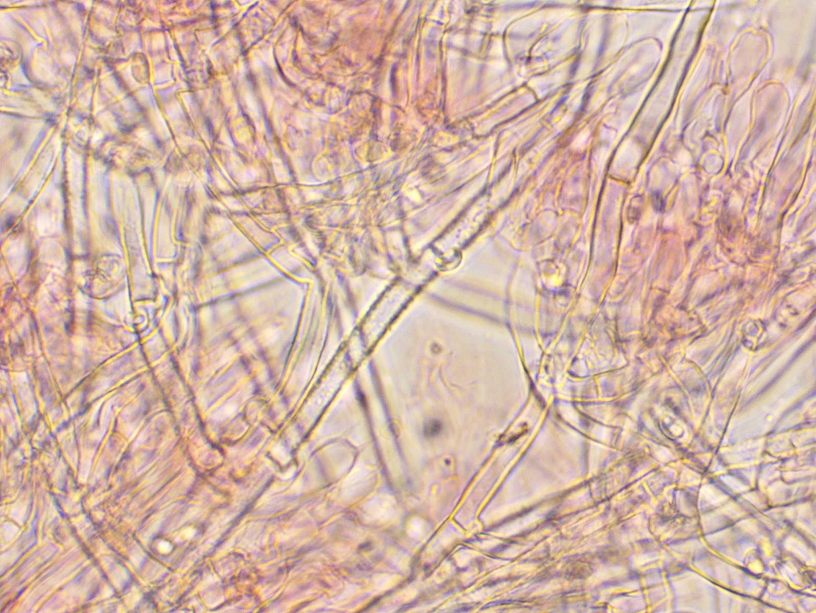 Athelia bombacina (Link) Pers.