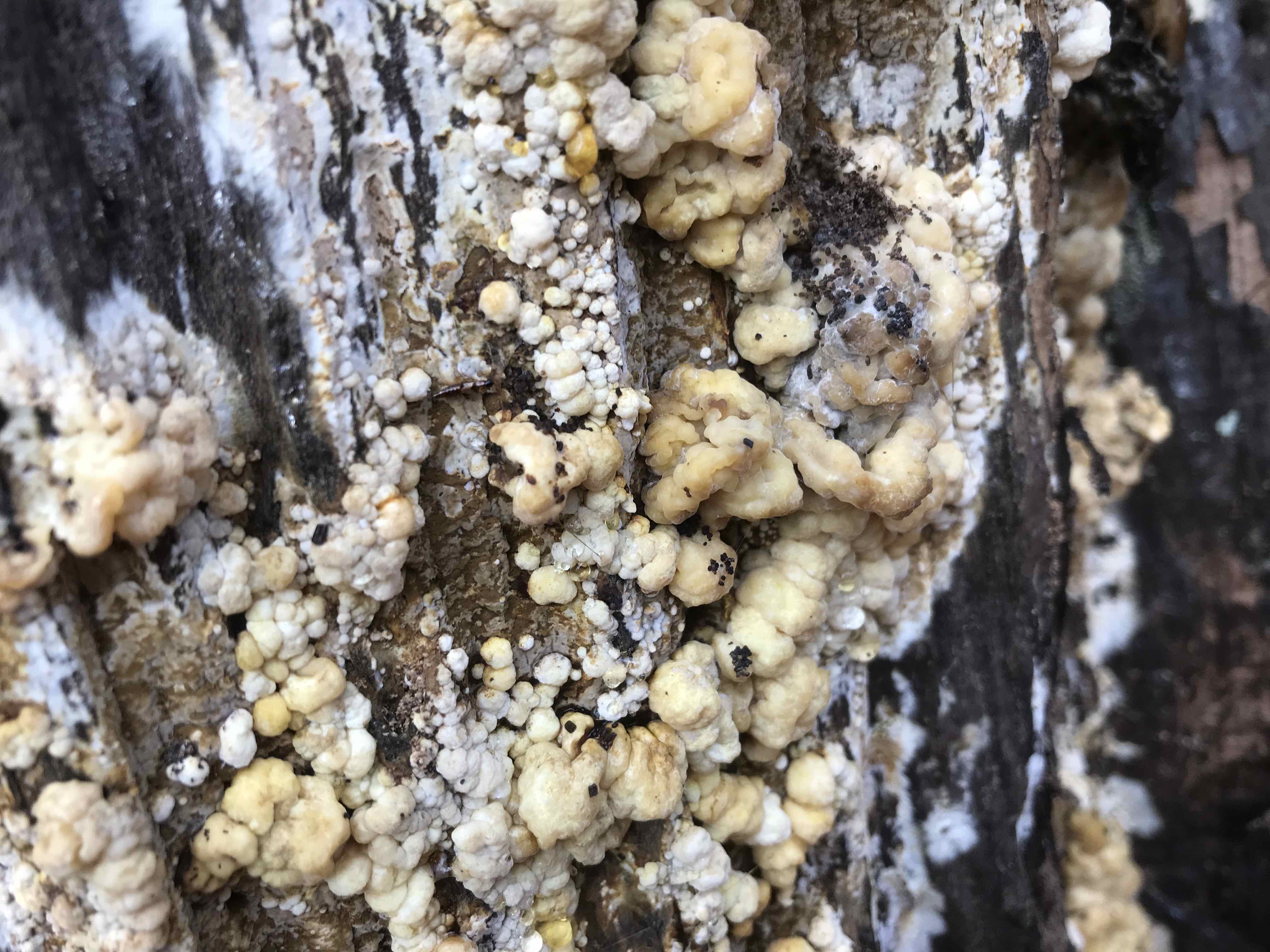 Nodulisporium Preuss