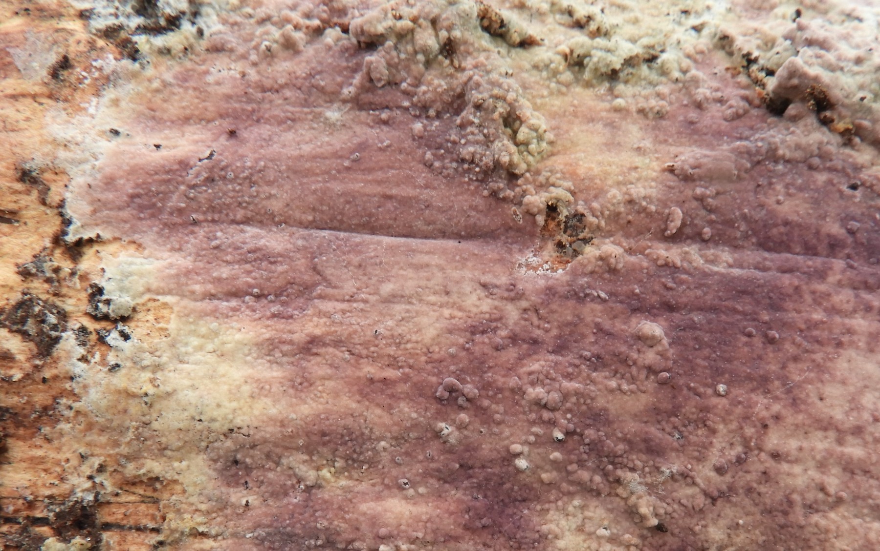 Hyphoderma roseocremeum (Bres.) Donk