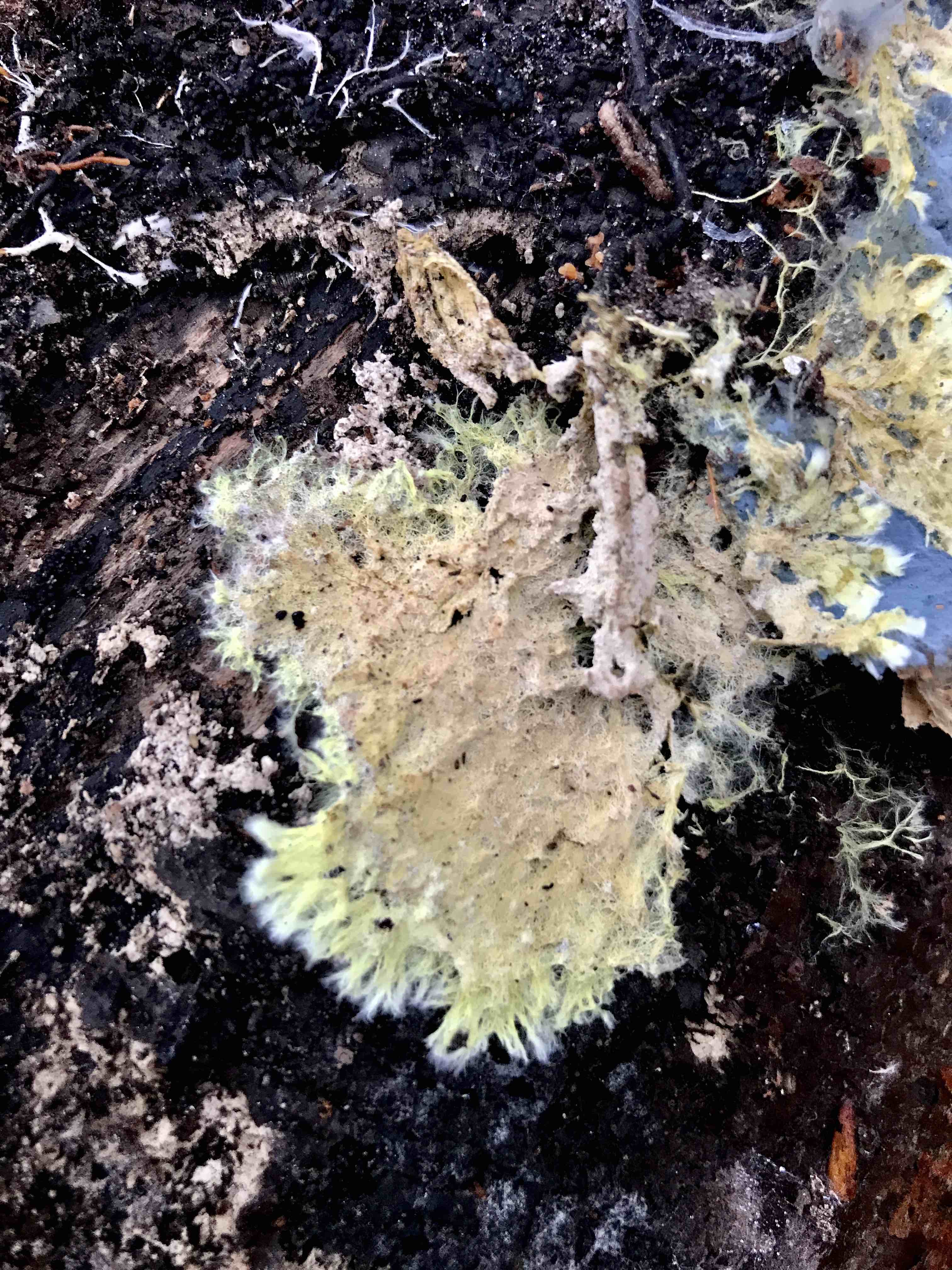 Svovl-strenghinde - Xenasmatella vaga - Fund #7d0f8277-54e5-56a7-839c ...