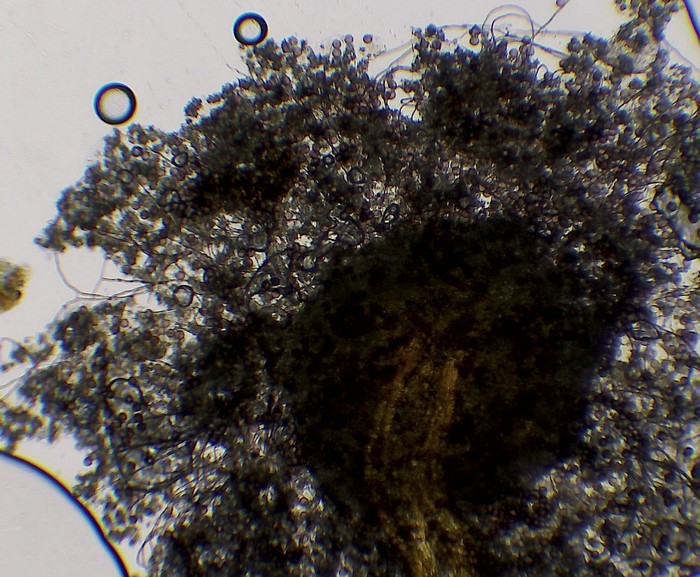 Didymium bahiense Gottsb., 1968