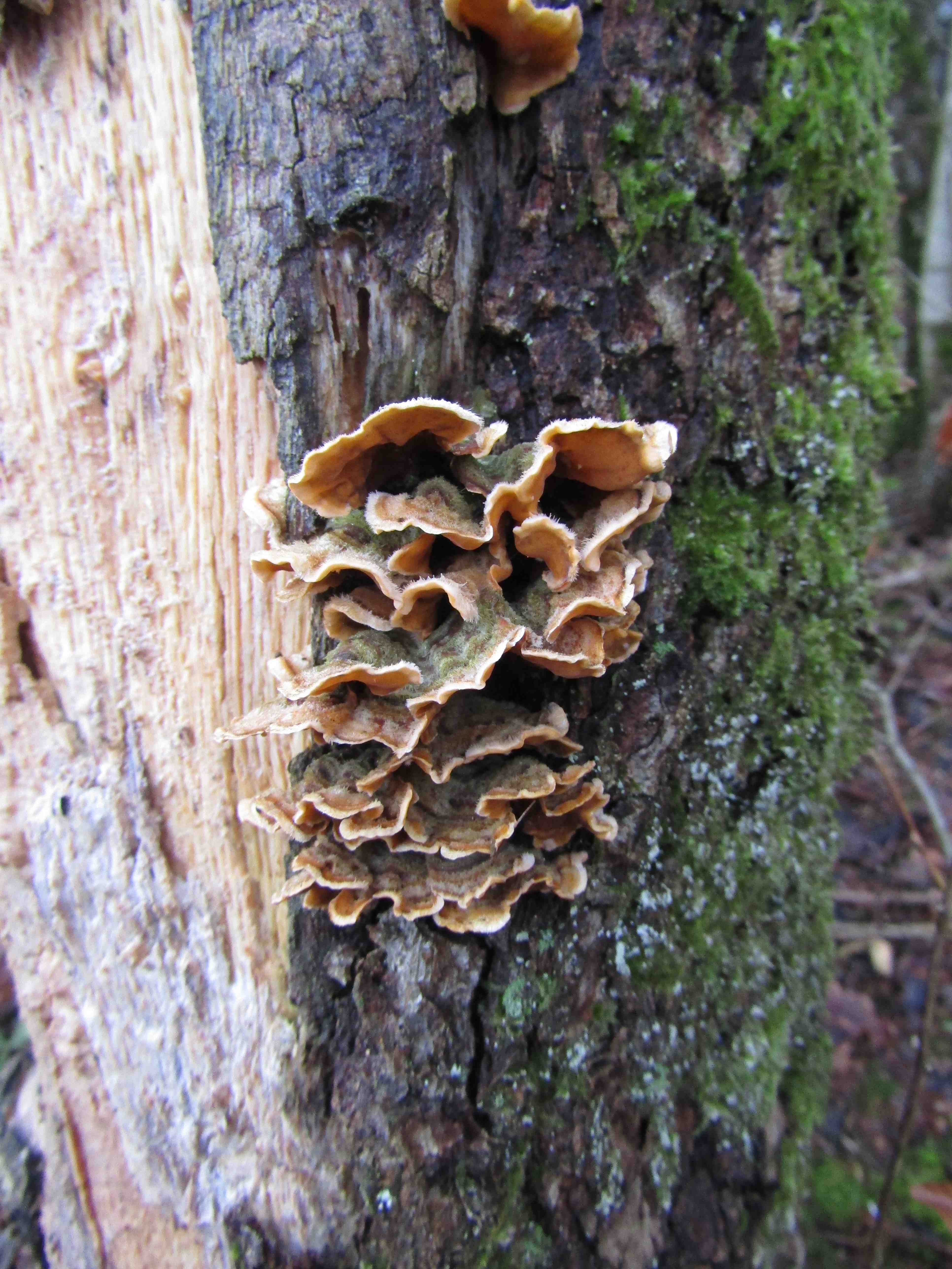 Basidiomycota