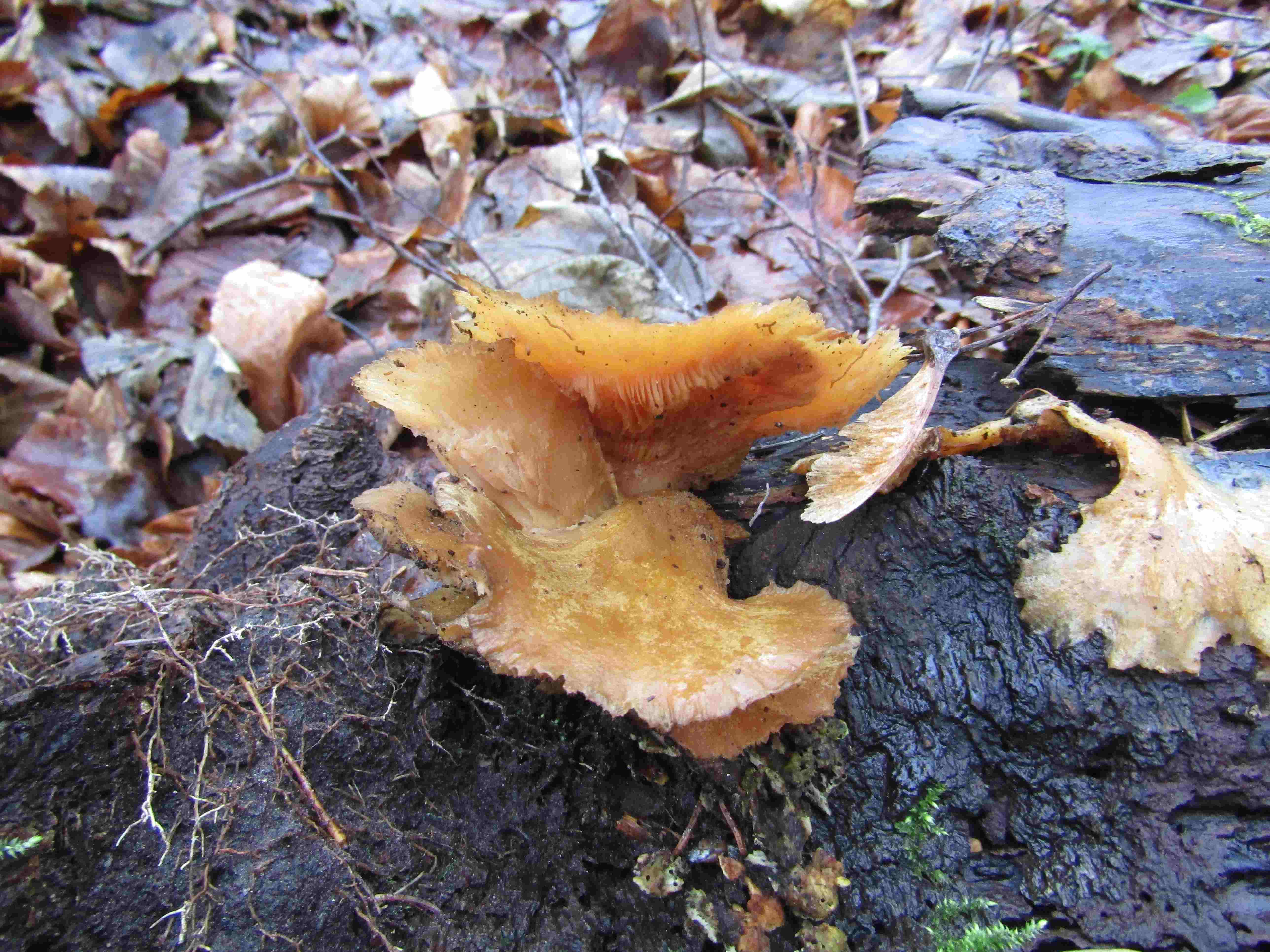 Fungi