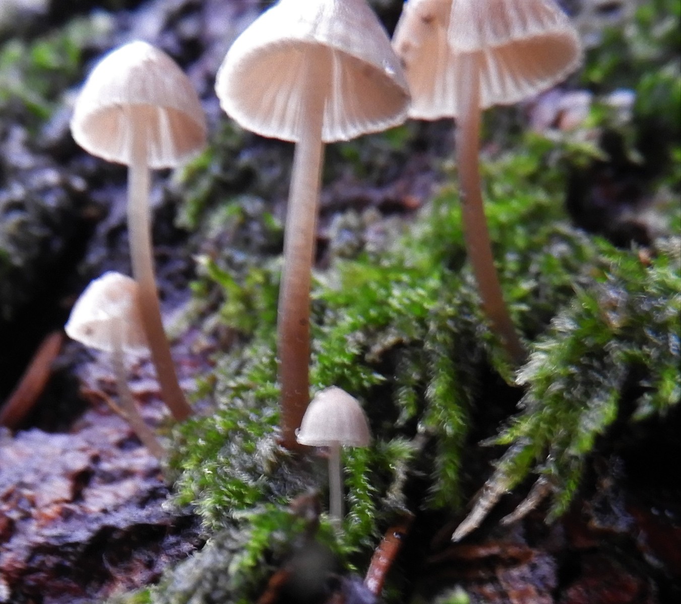 Basidiomycota