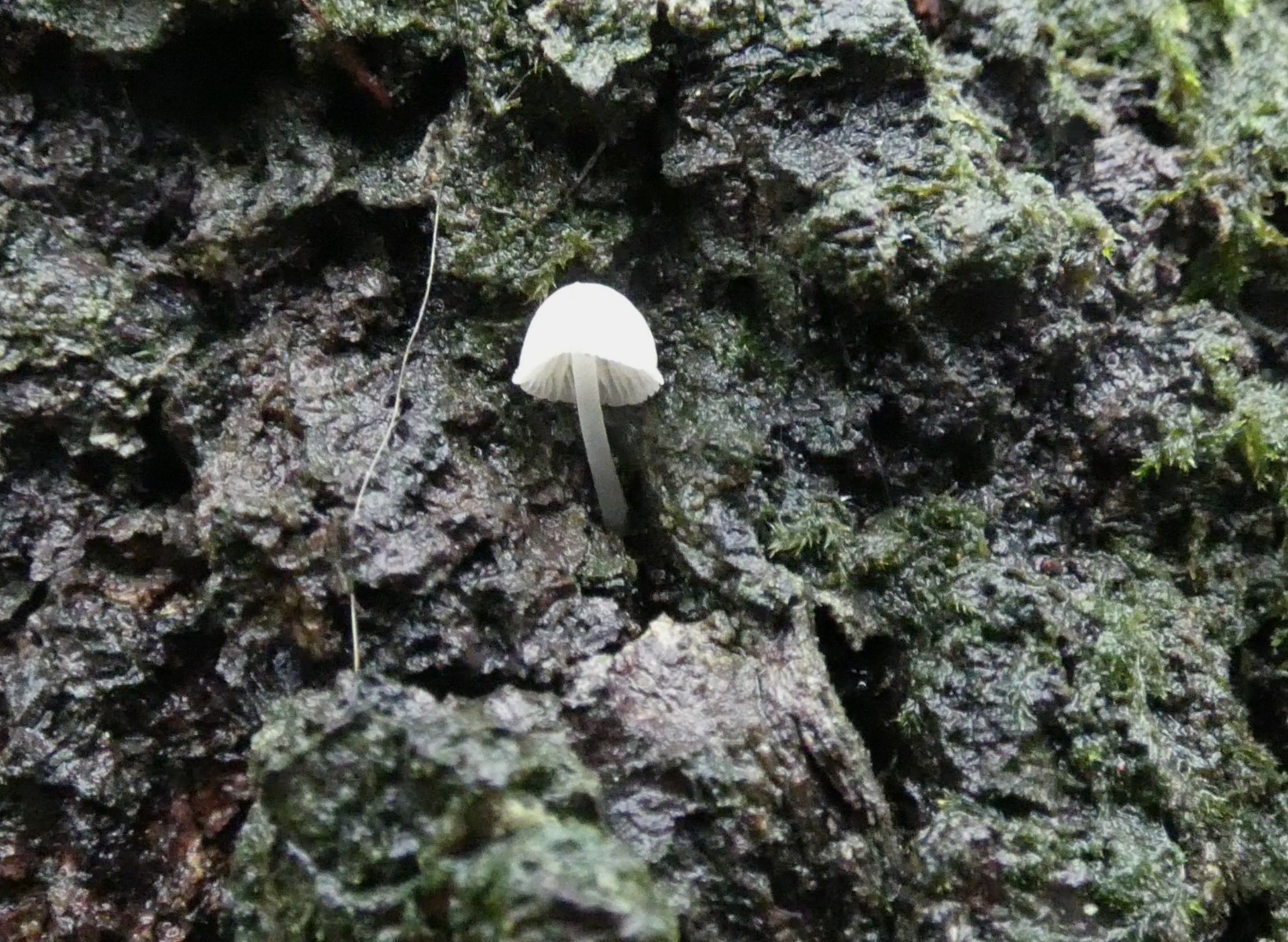 Phloeomana Redhead