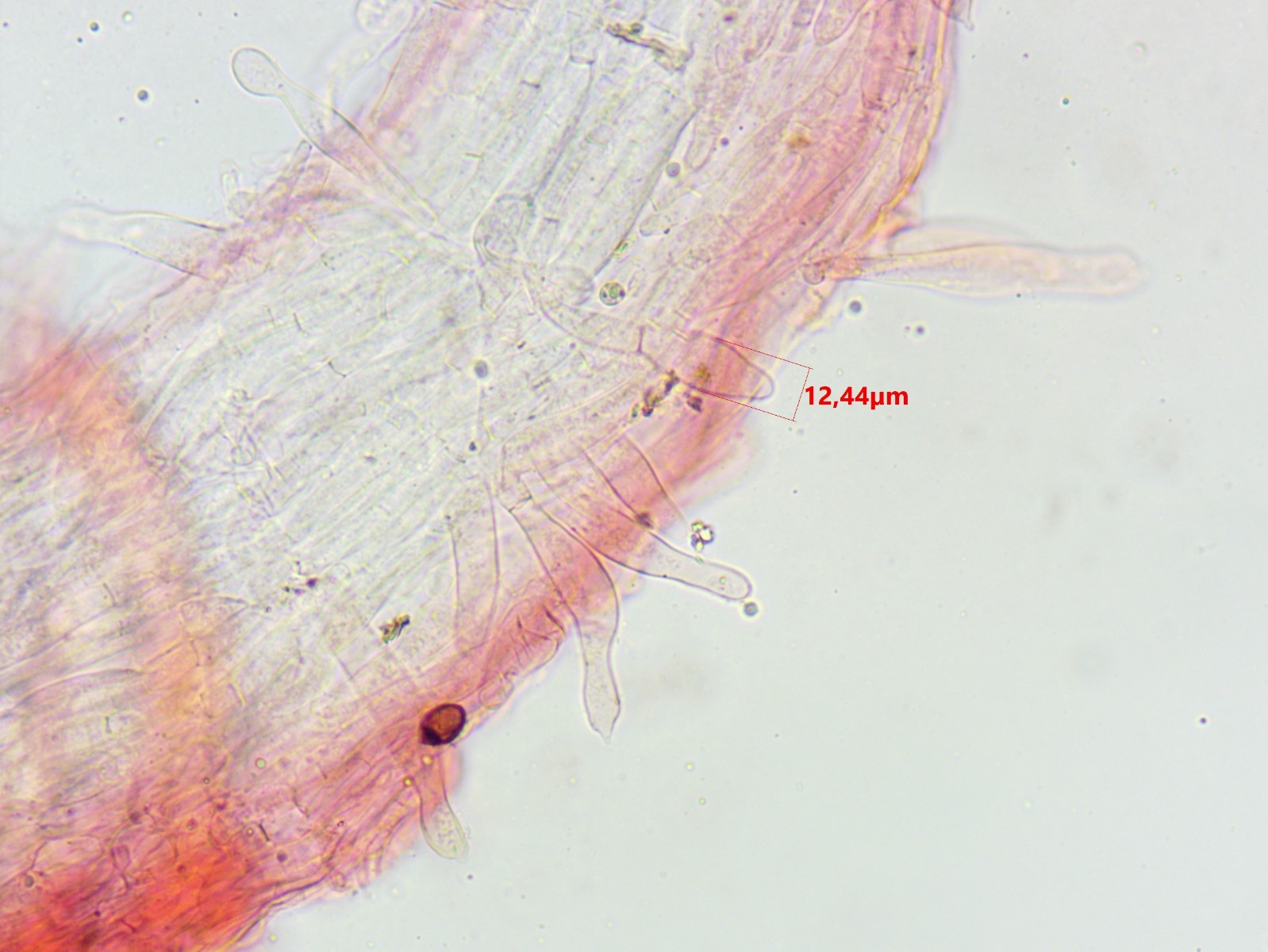 Phloeomana Redhead