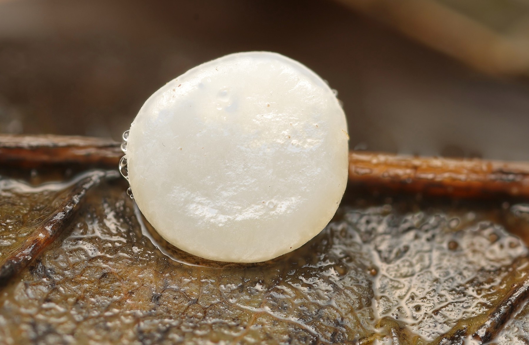 Capnodiaceae