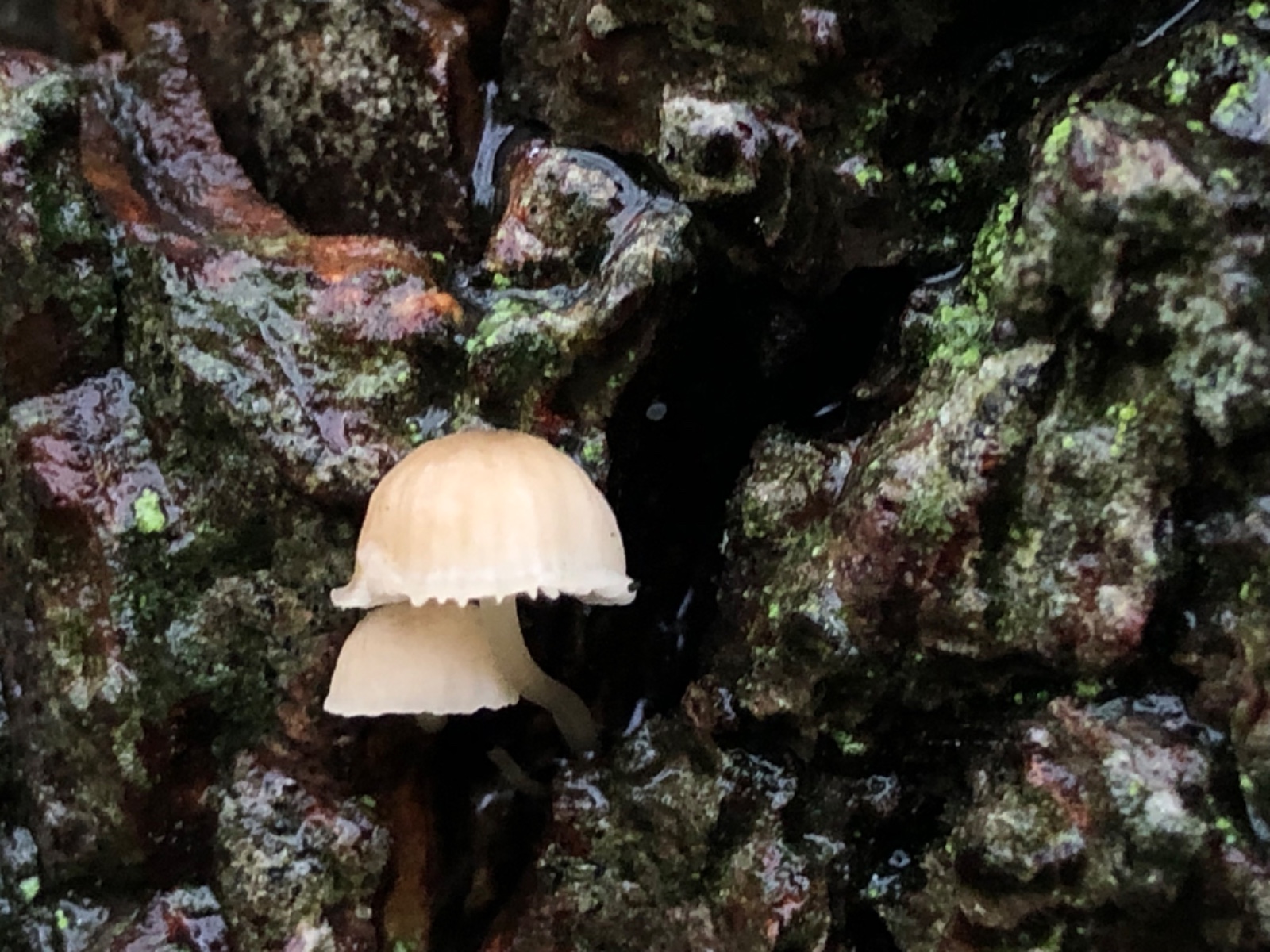 Phloeomana Redhead