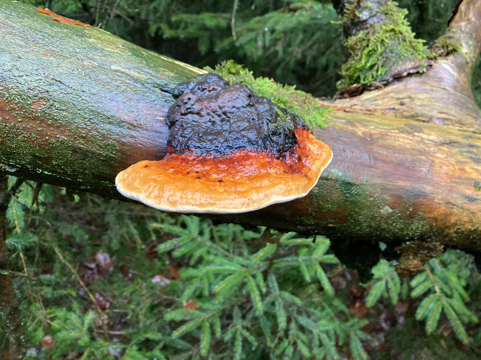 Fomitopsis pinicola (Sw.) P.Karst.
