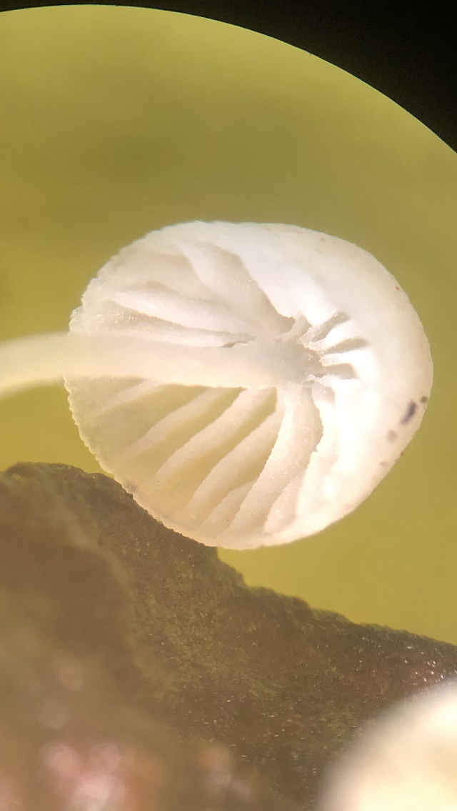 Phloeomana Redhead