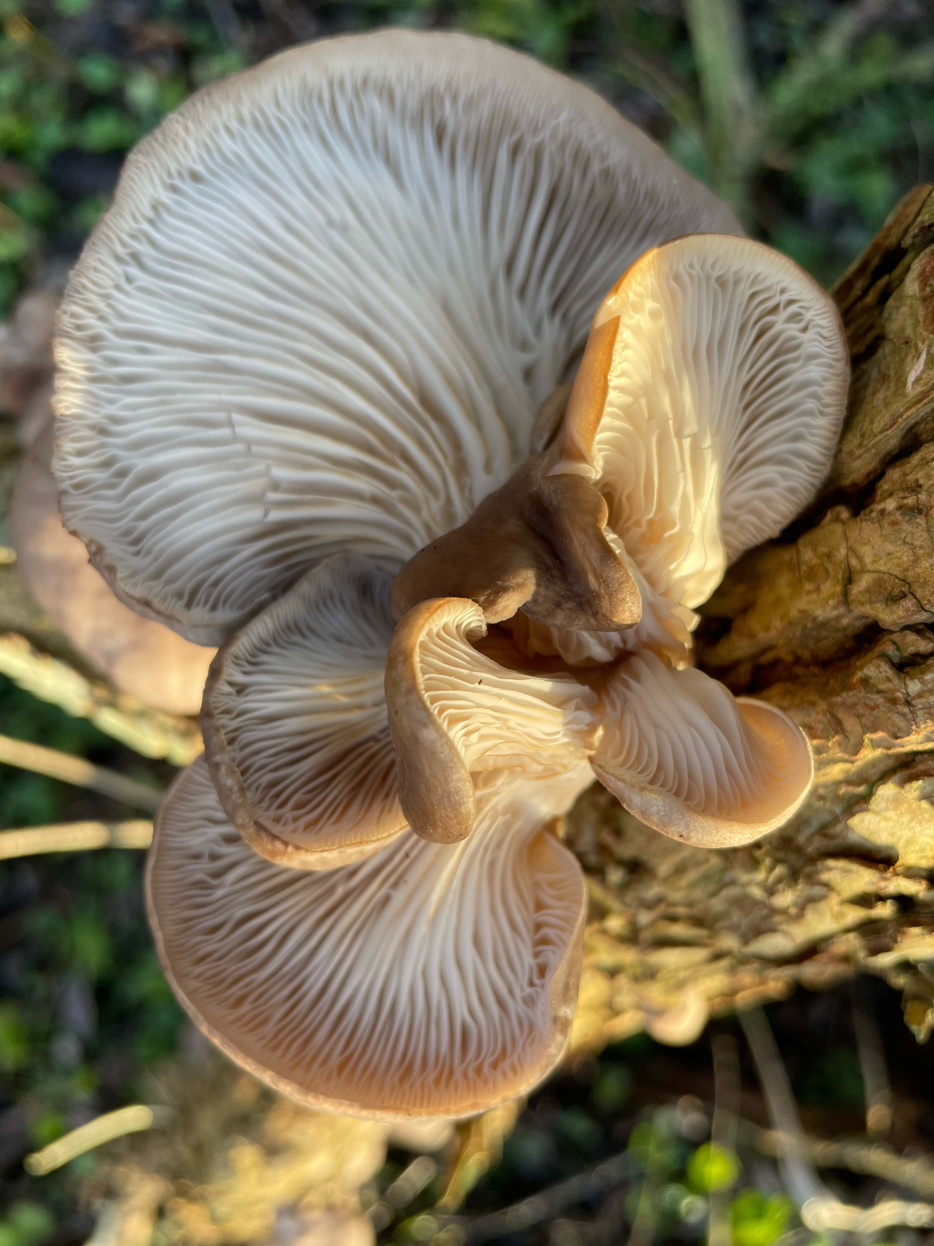 Pleurotus ostreatus (Jacq.) P.Kumm.