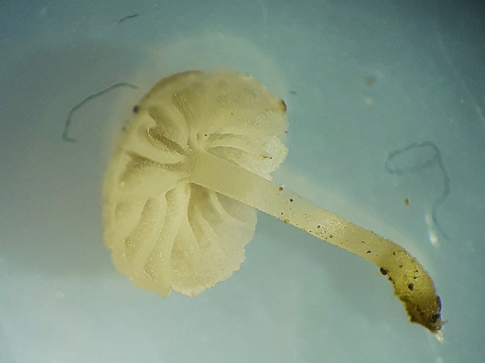 Phloeomana Redhead