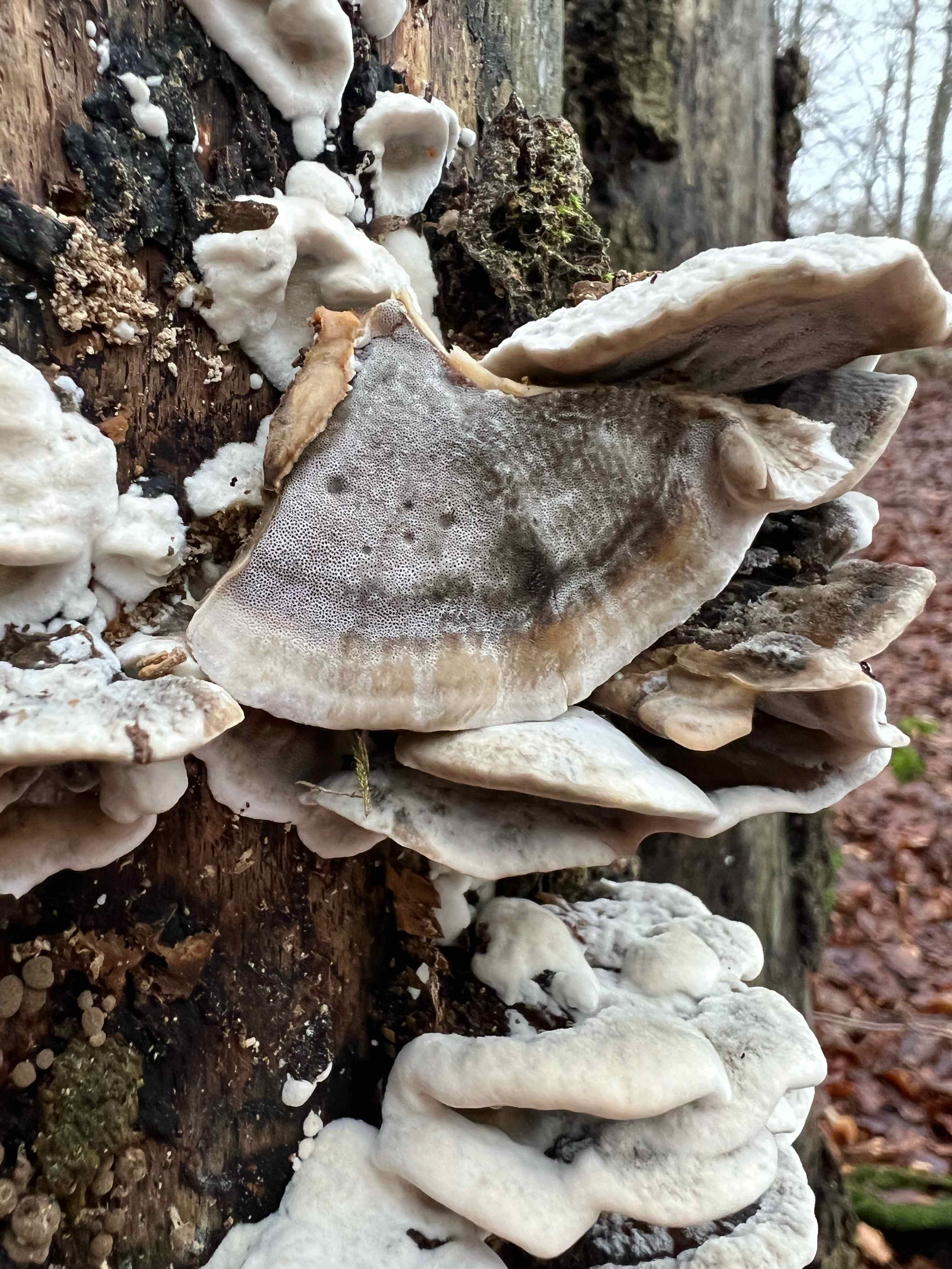 Bjerkandera adusta (Willd.) P.Karst.