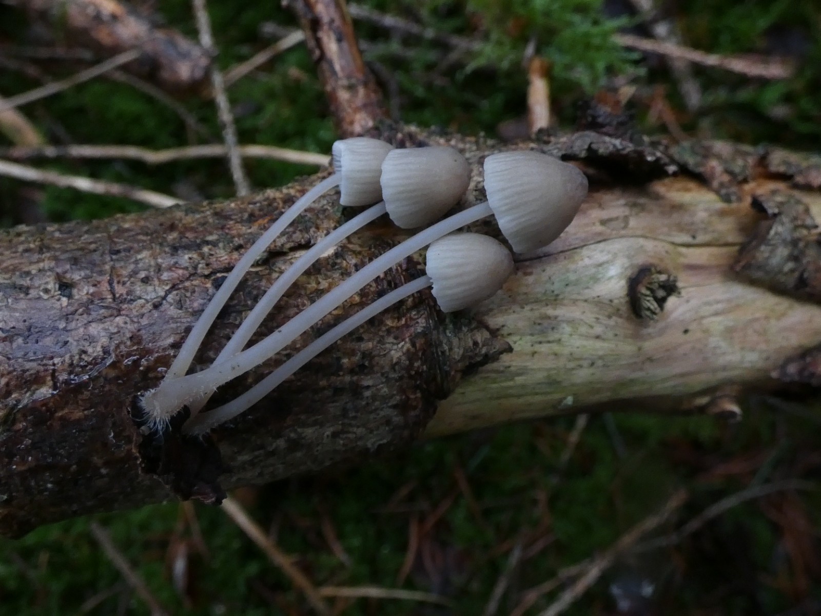 Mycena filopes (Bull.) P.Kumm.