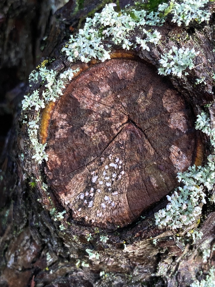 Propolis farinosa (Pers.) Fr.