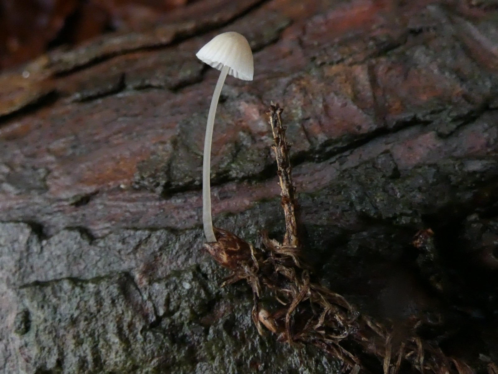 Mycena filopes (Bull.) P.Kumm.