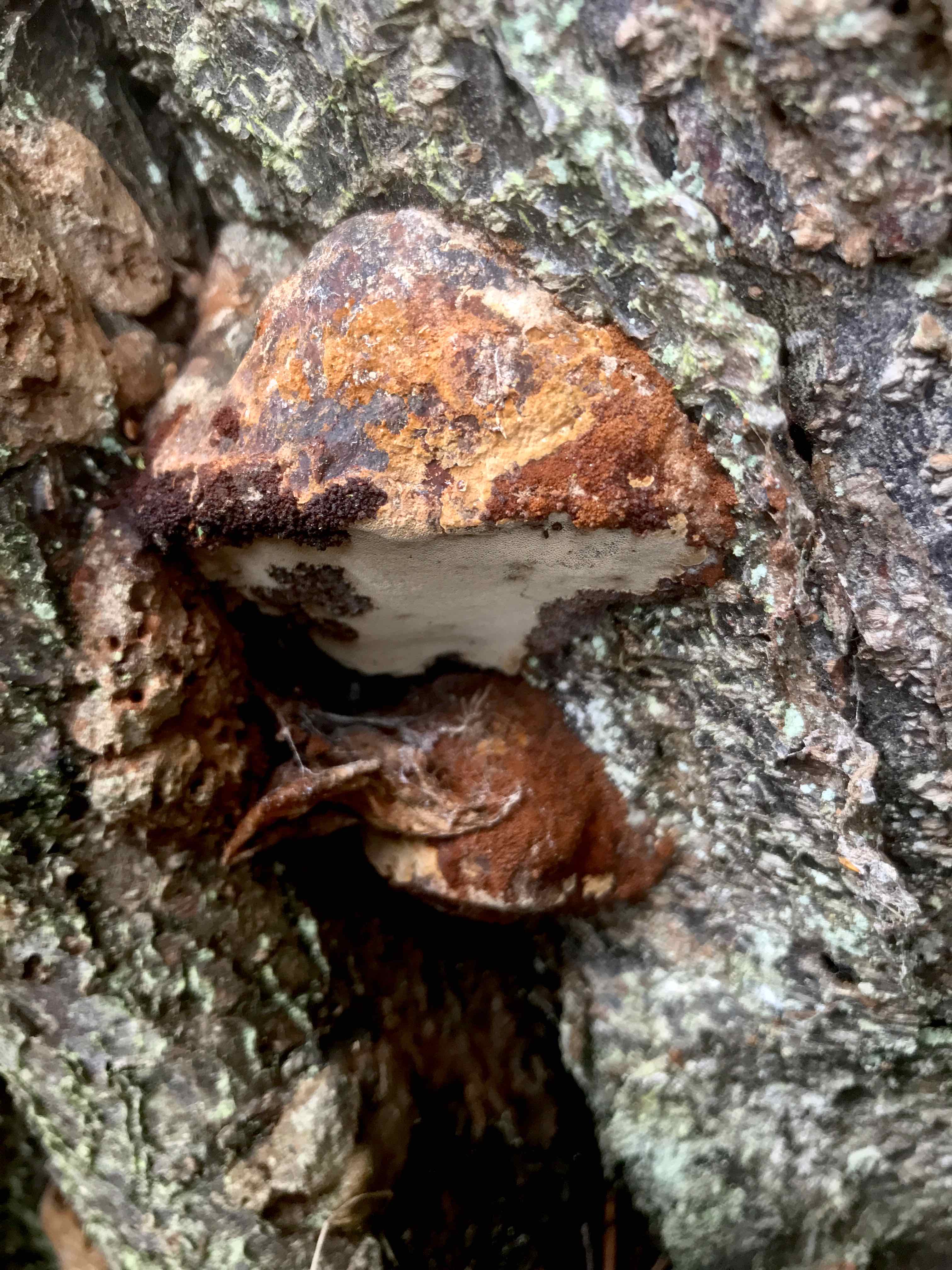 Phellinus Quél., 1886