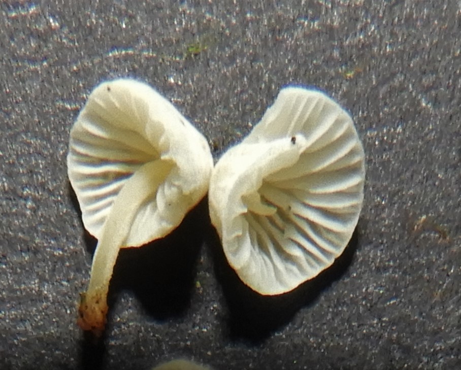 Phloeomana Redhead