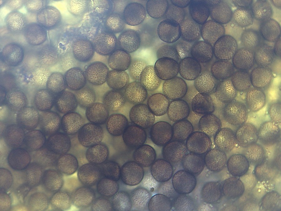 Craterium leucocephalum Grev.