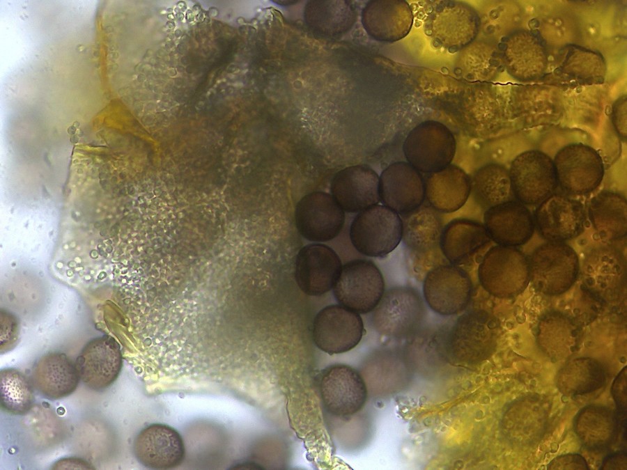 Craterium leucocephalum Grev.