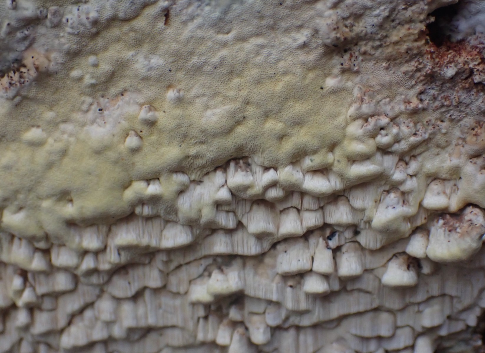 Antrodia xantha (Fr.) Ryvarden