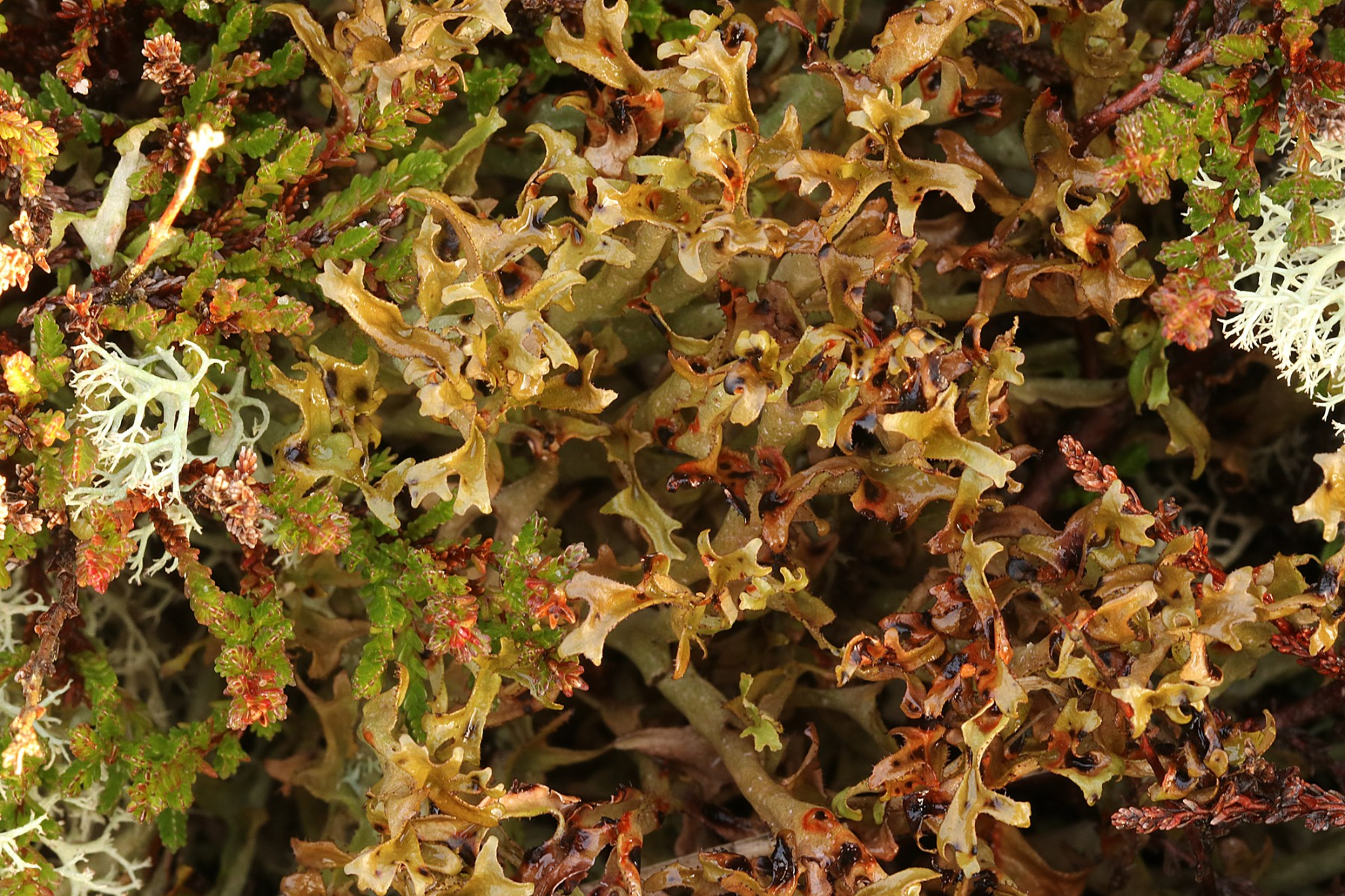 Cetraria islandica subsp. islandica