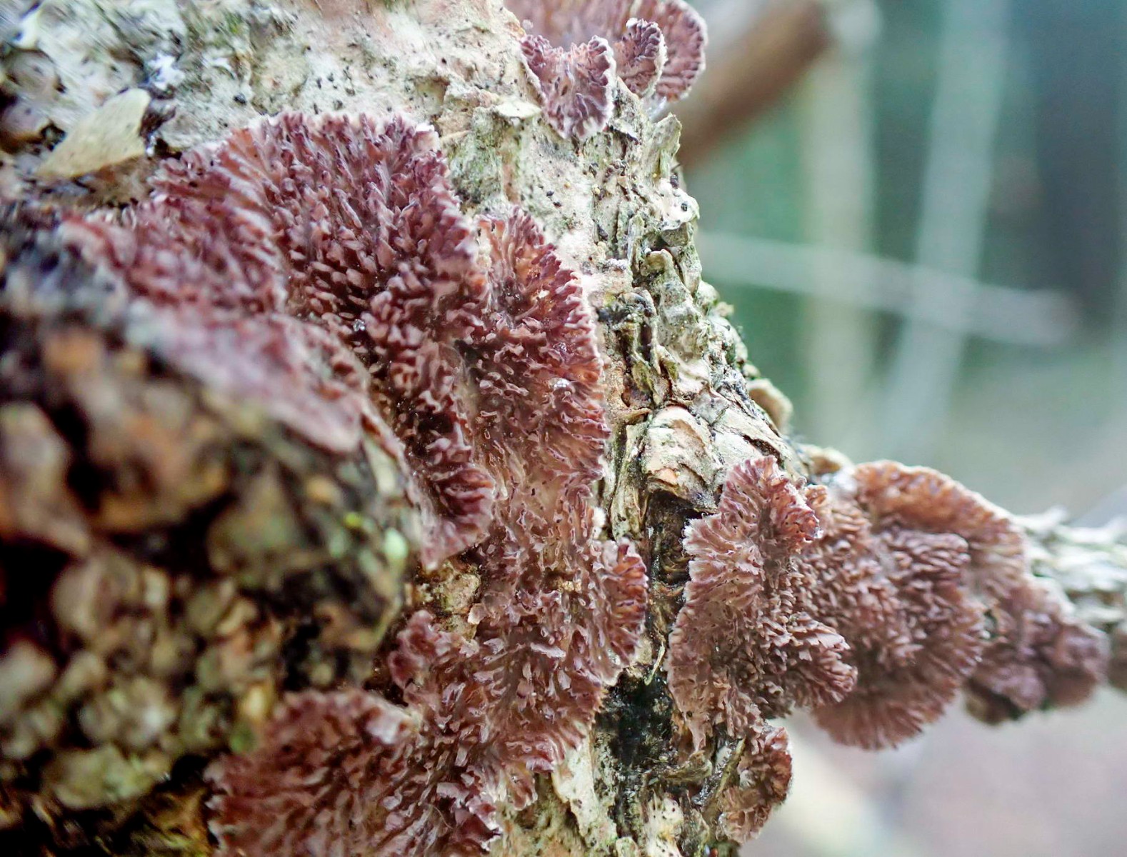 Trichaptum fuscoviolaceum (Ehrenb.) Ryvarden