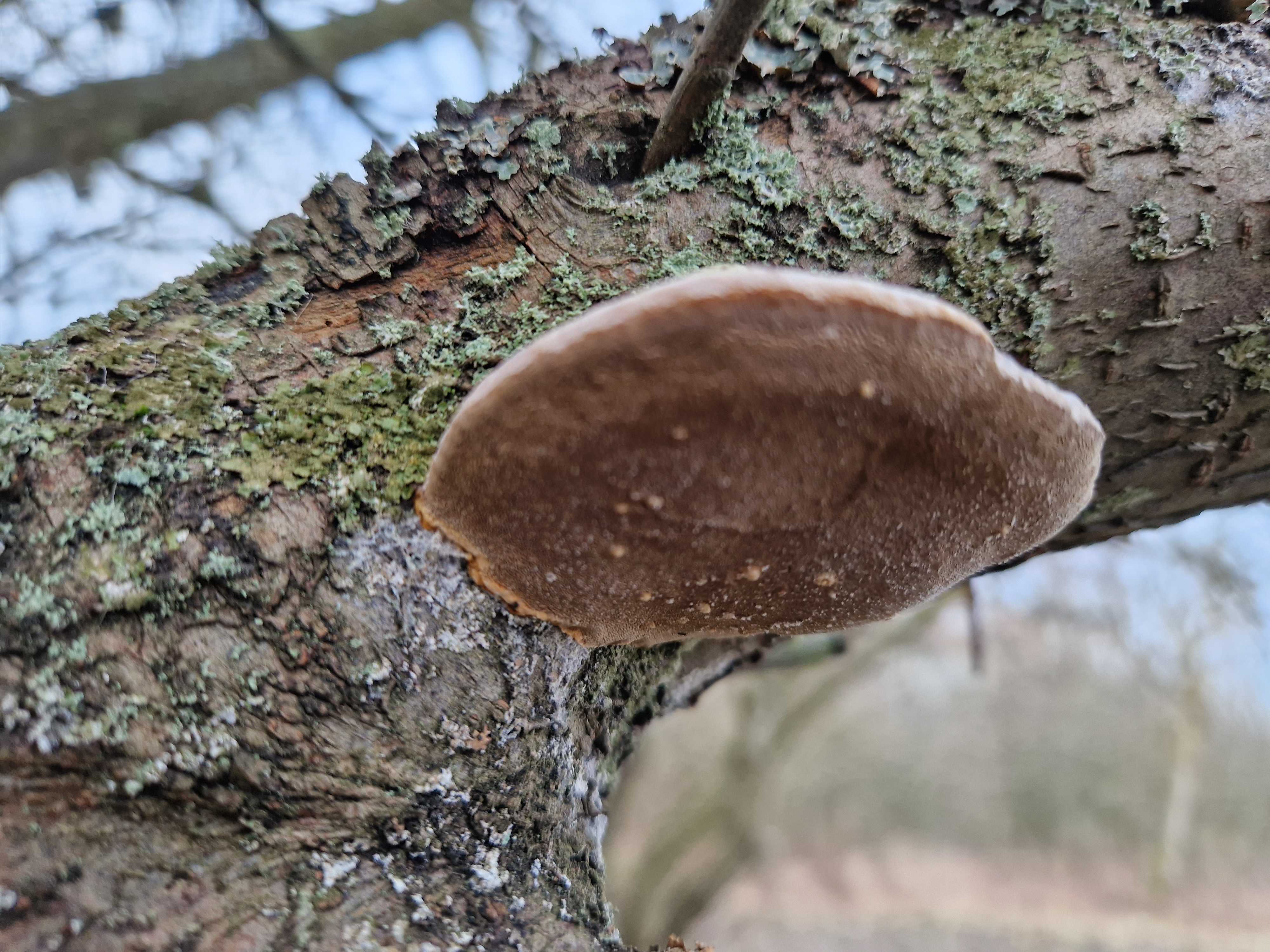 Phellinus Quél., 1886