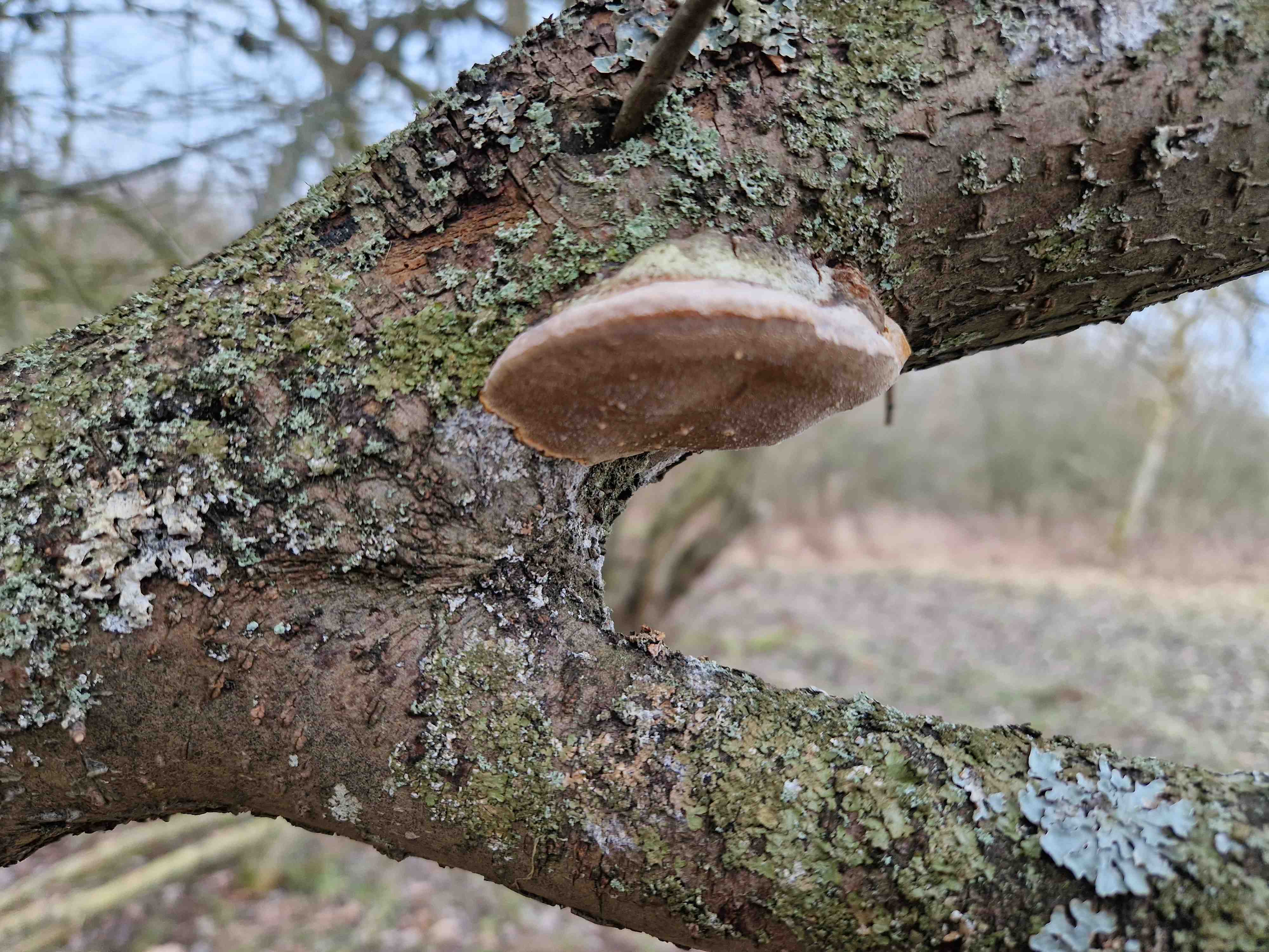 Phellinus Quél., 1886