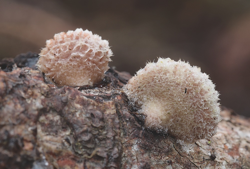 Schizophyllum commune Fr.
