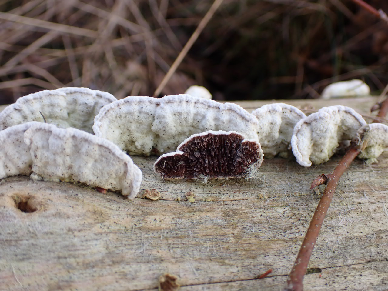 Trichaptum fuscoviolaceum (Ehrenb.) Ryvarden