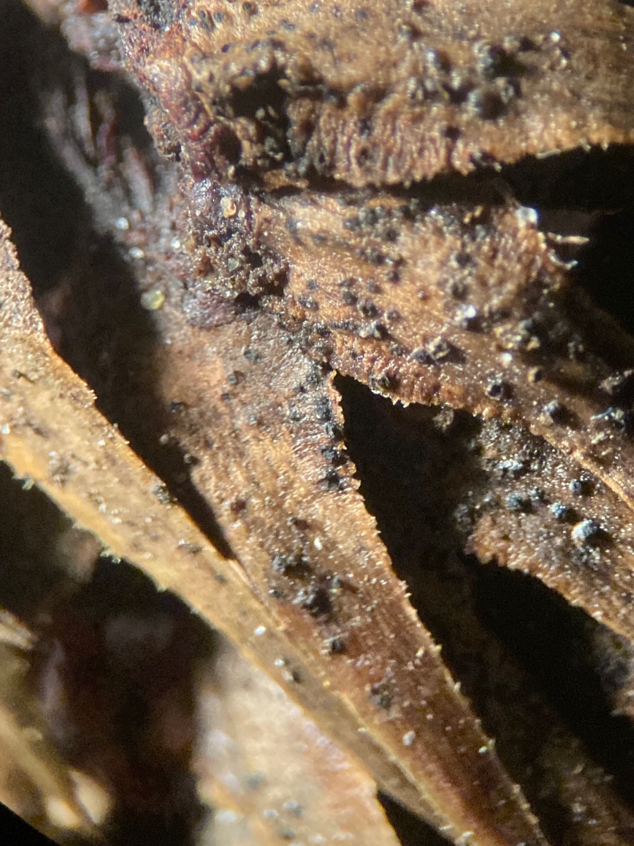 Helicoma monosporum W.B.Kendr.