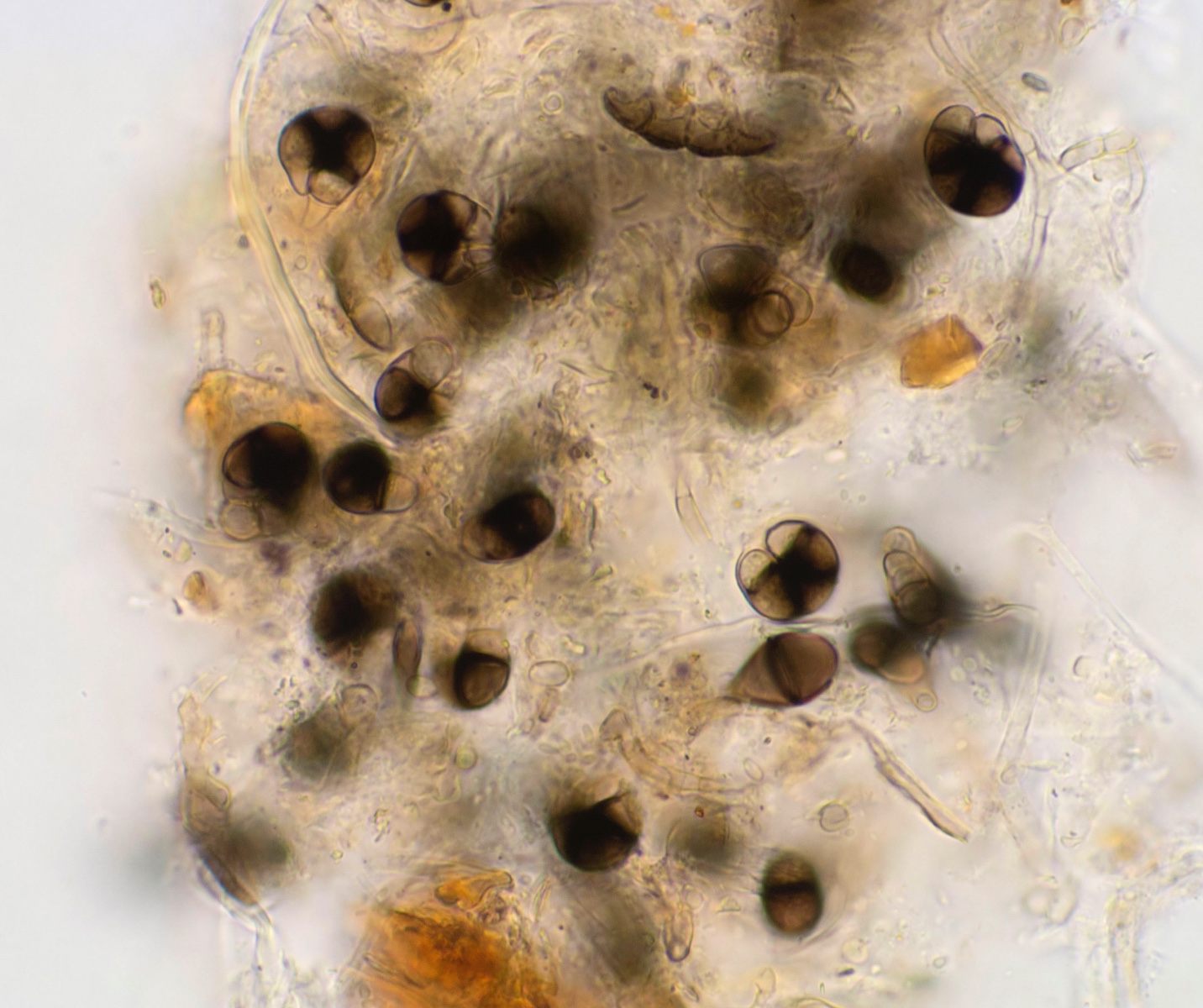 Helicoma monosporum W.B.Kendr.