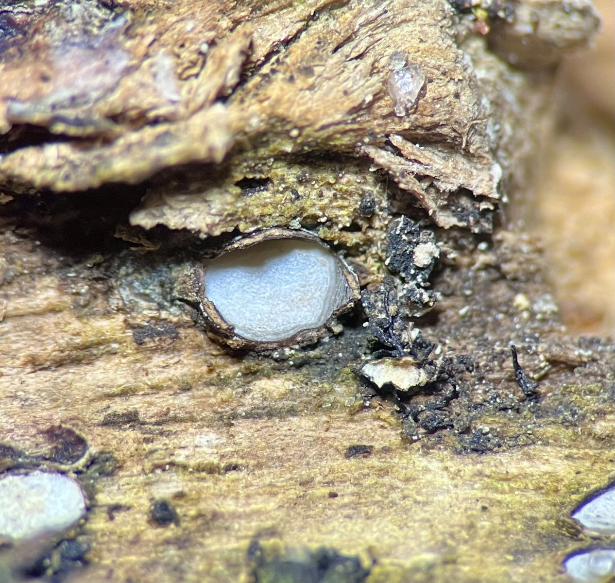 Propolis farinosa (Pers.) Fr.