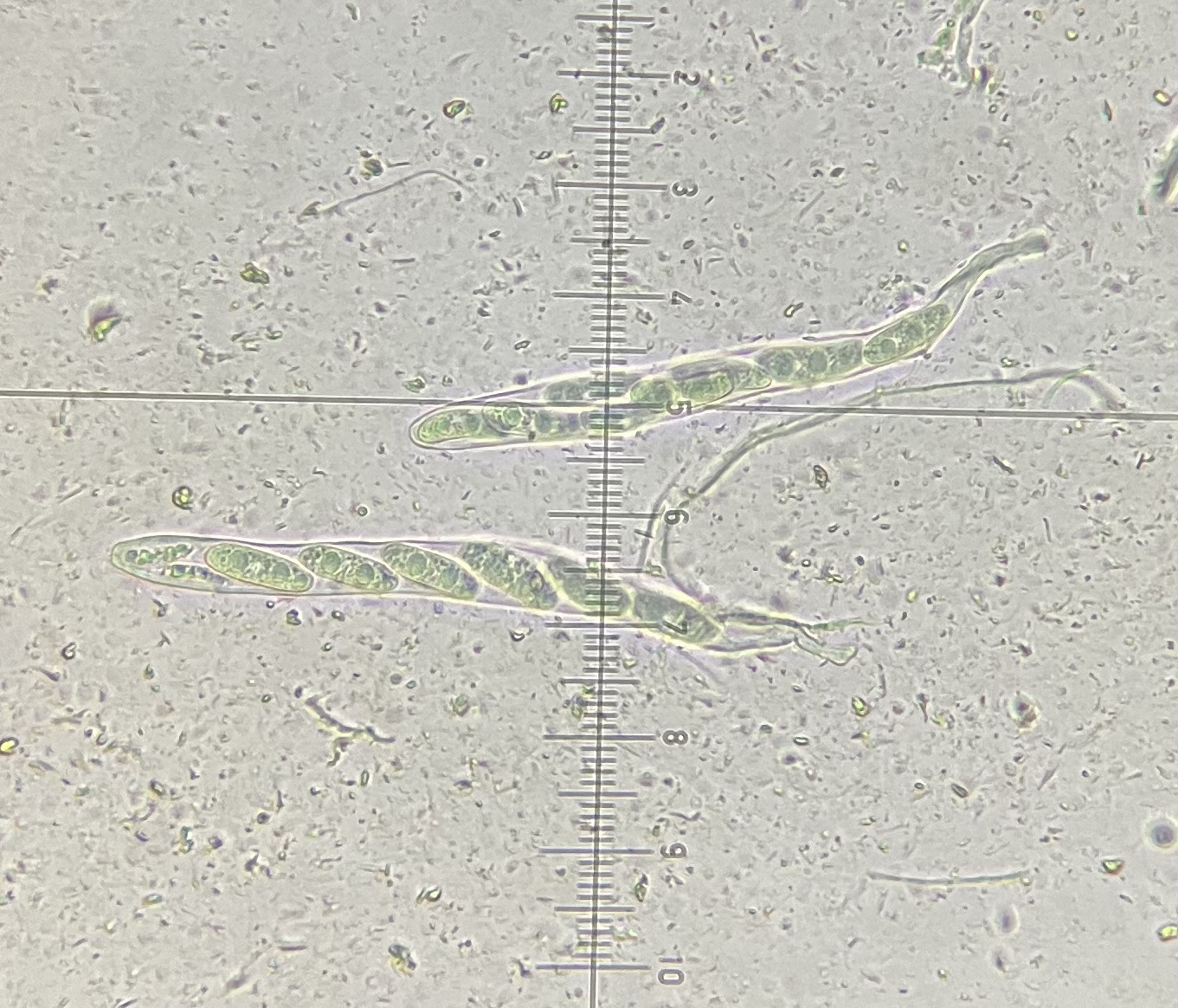 Propolis farinosa (Pers.) Fr.