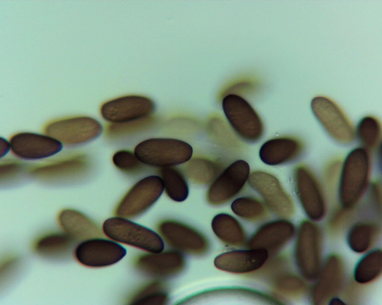 Sphaeropsis sapinea (Fr.) Dyko & B.Sutton