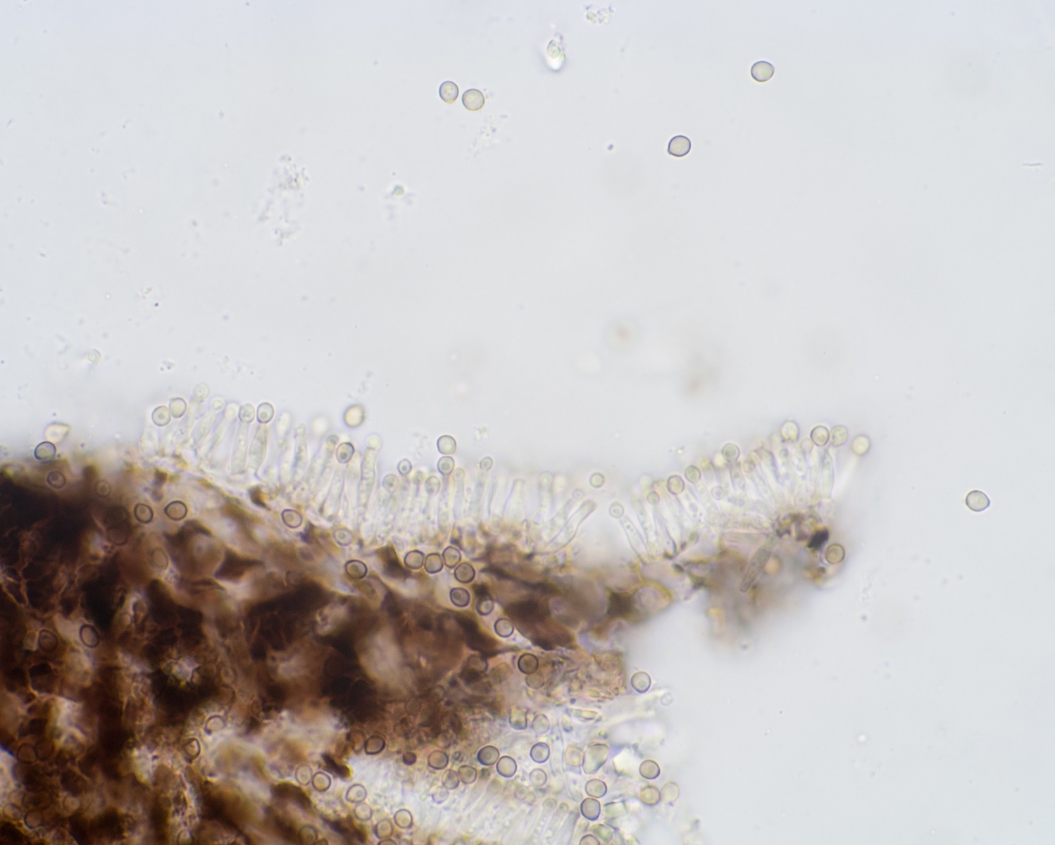Sarea difformis (Fr.) Fr.