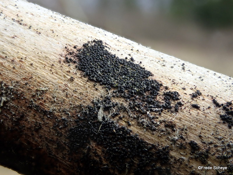 Melanomma pulvis-pyrius (Pers.) Fuckel