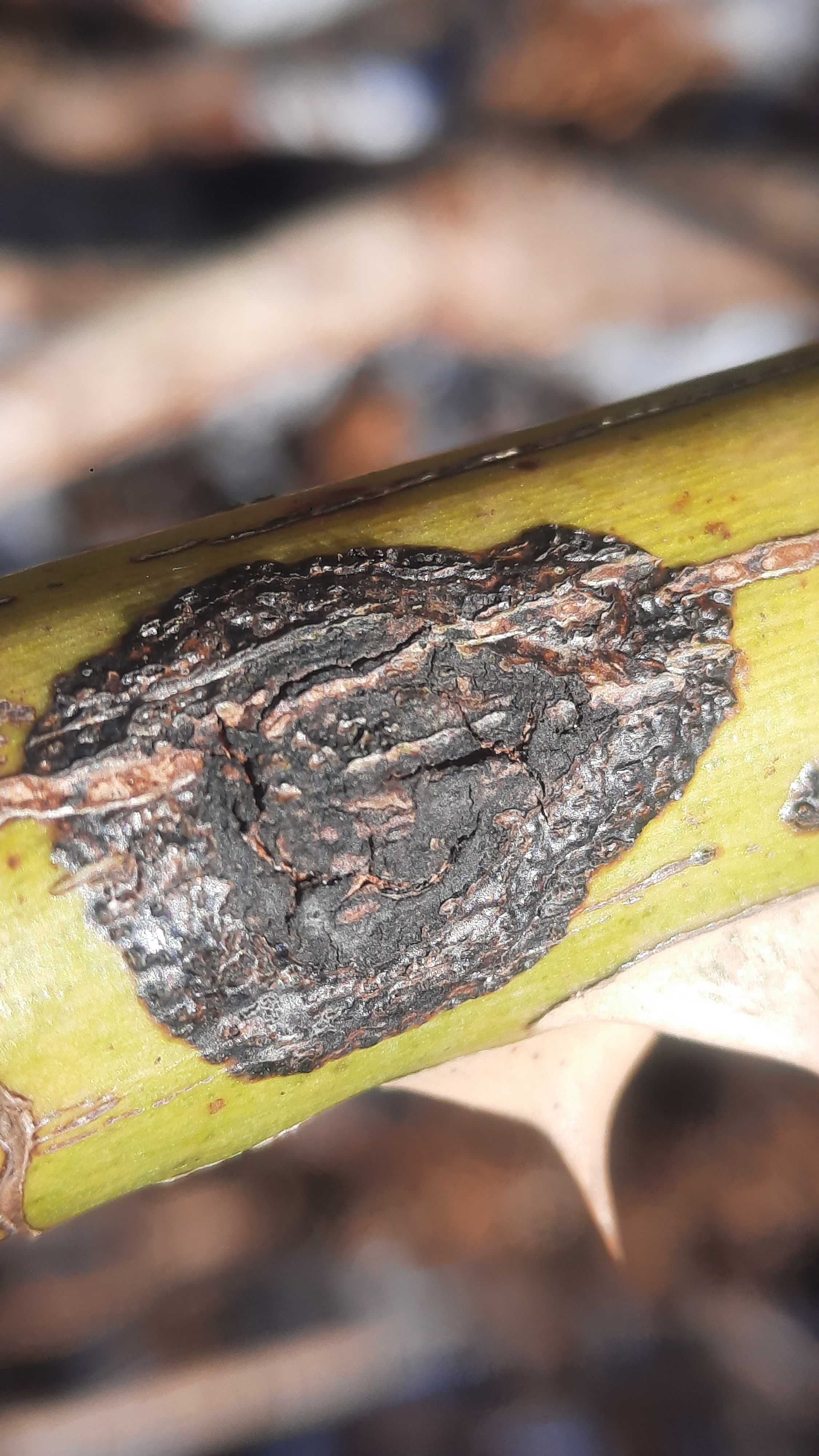 Botryosphaeria Ces. & De Not., 1863