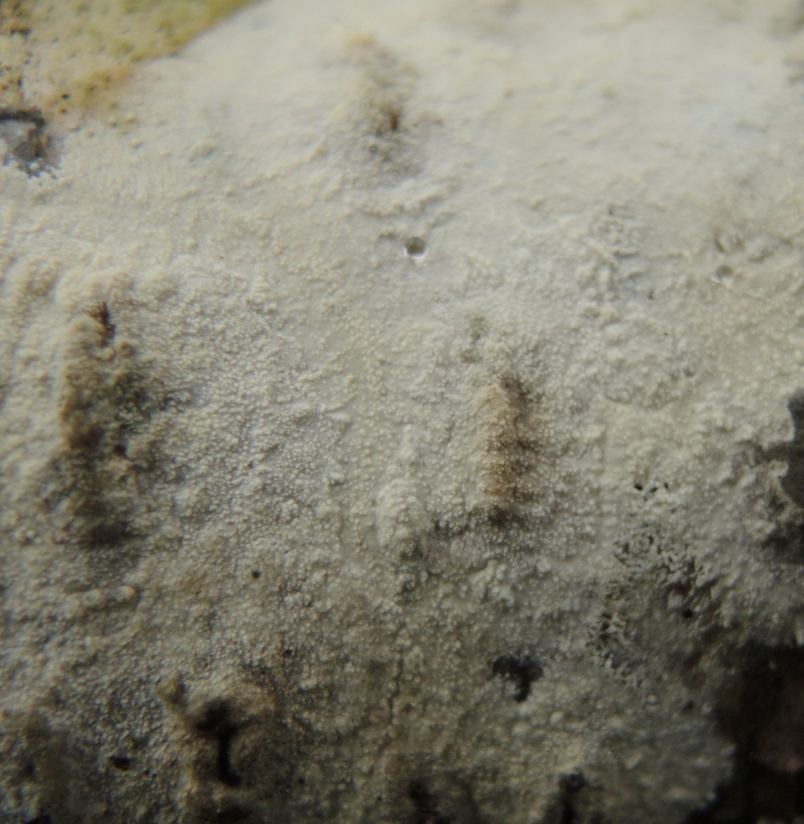 Hyphoderma setigerum (Fr.) Donk