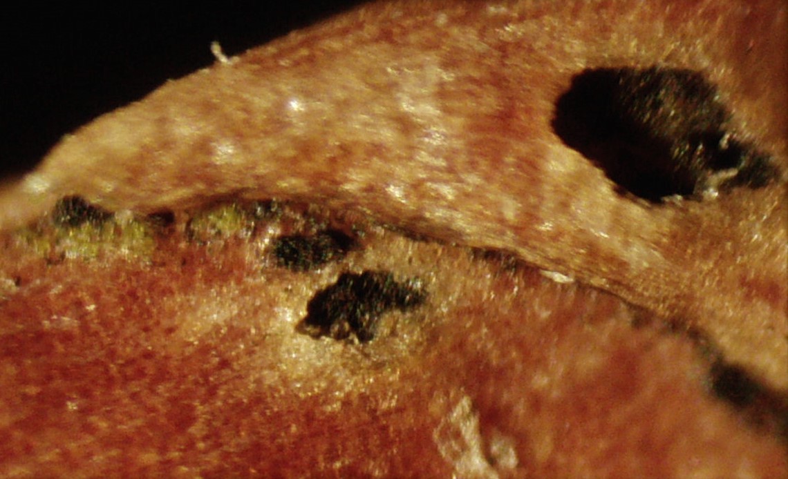 Pestalotiopsis Steyaert, 1949