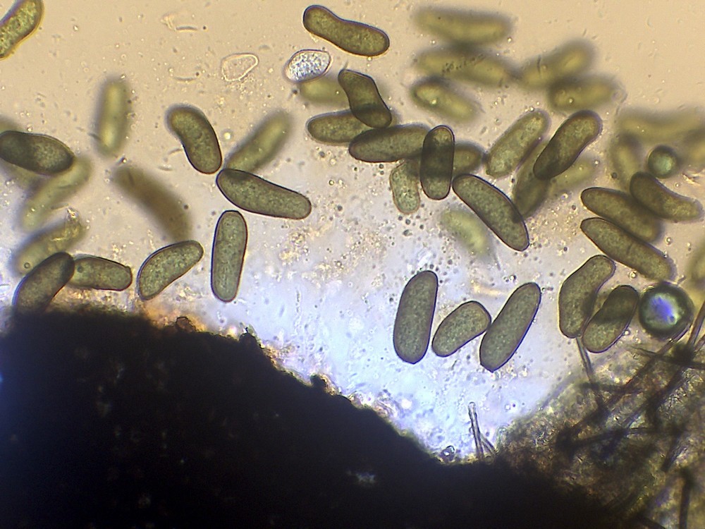 Sphaeropsis sapinea (Fr.) Dyko & B.Sutton