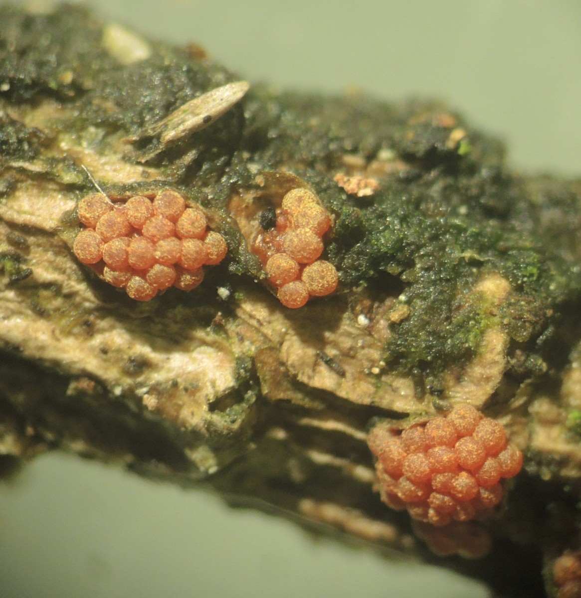 Thyronectria cucurbitula (Tode) Jaklitsch & Voglmayr