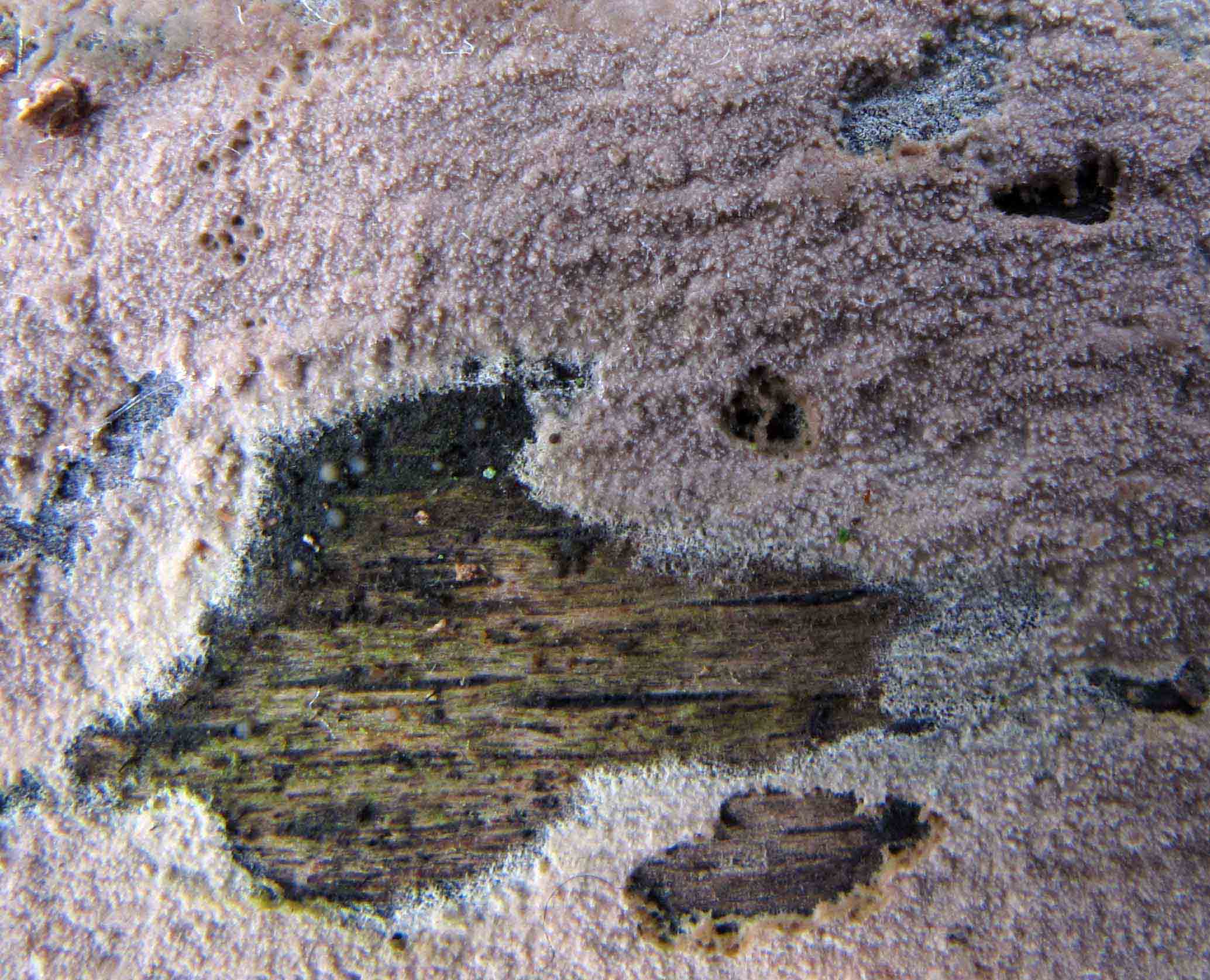 Hyphoderma nudicephalum Gilb. & M.Blackw.