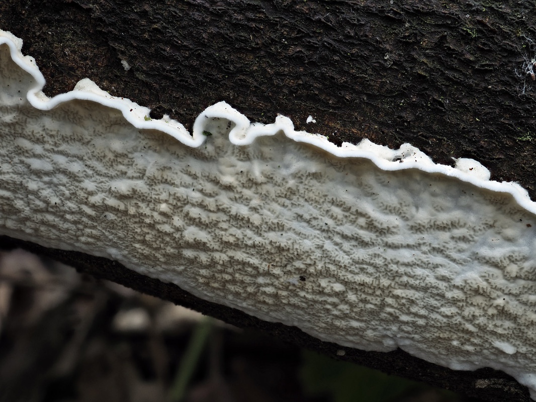 Byssomerulius corium (Pers.) Parmasto
