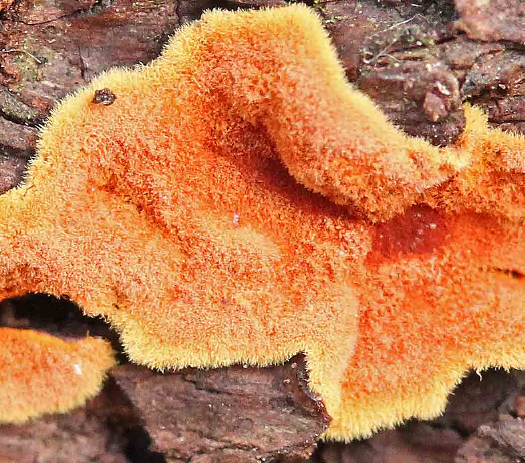 Hypoxylon subticinense Y.M.Ju & J.D.Rogers