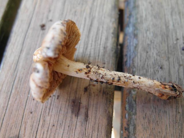 Craterium leucocephalum Grev.