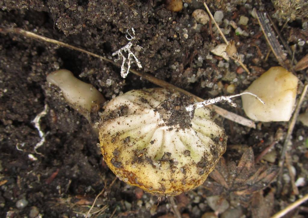 Lycoperdon dermoxanthum Vittad.