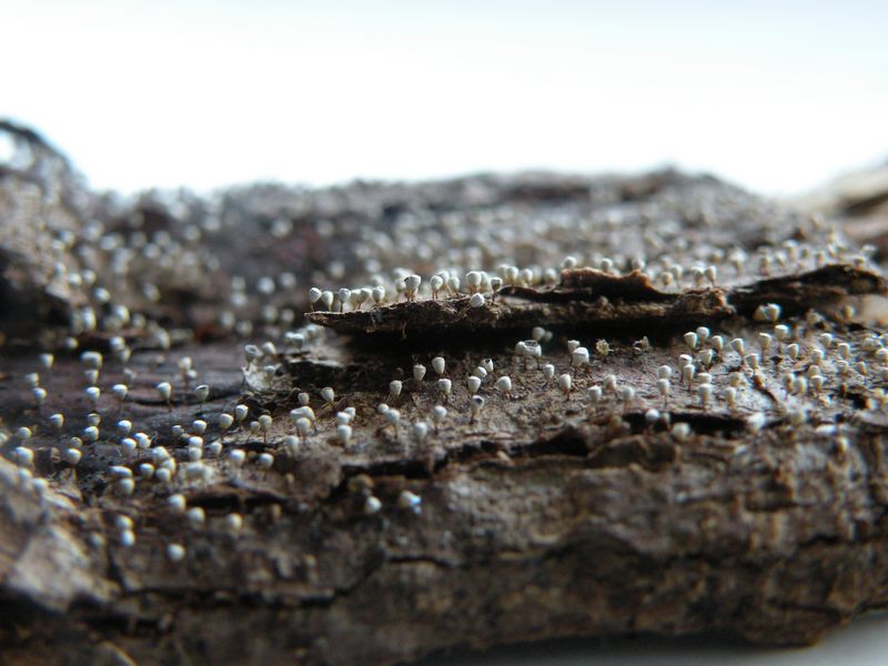 Craterium leucocephalum Grev.